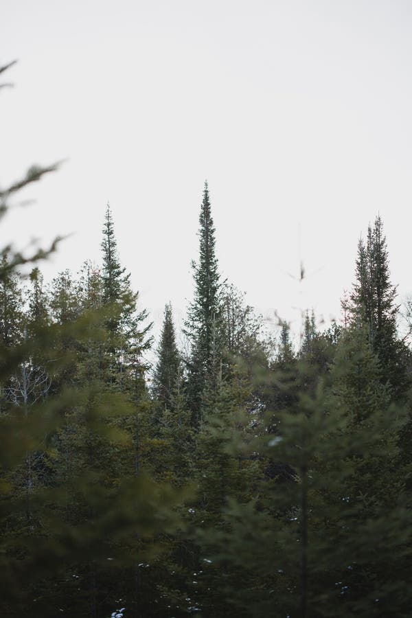 Forest with dense trees stock photo. Image of plant - 269398100