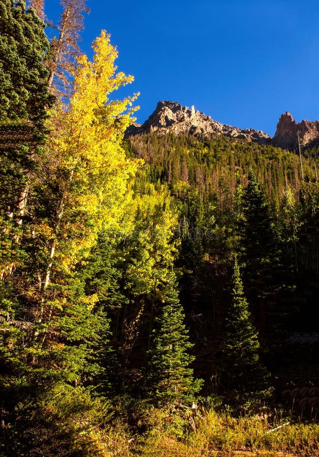 Forest with dense trees stock image. Image of leaves - 269470681