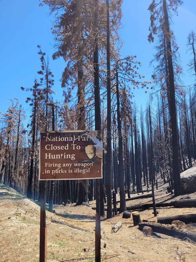 Forest with Dense Trees in Background of Sign Stock Photo - Image of ...