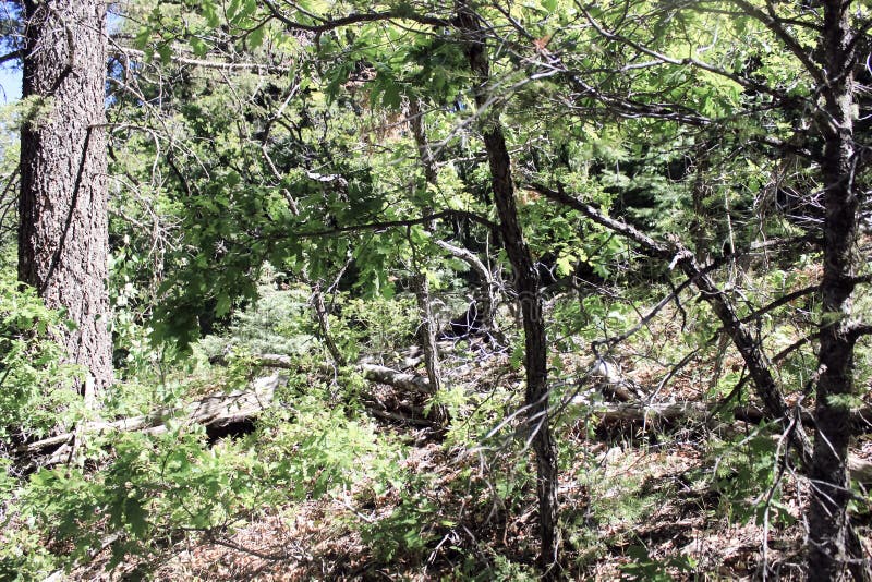 Forest Density stock photo. Image of green, underbrush - 117988258