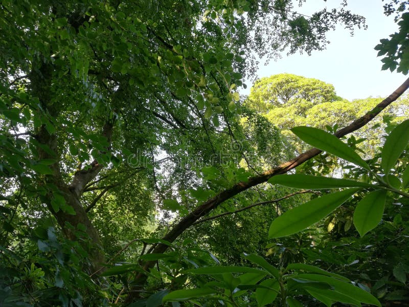 Forest stock image. Image of forest, depth, canopy, trees - 153639511