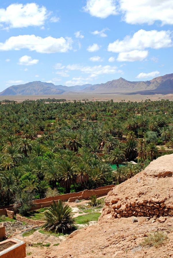 Forest stock image. Image of desert, trail, tree, morroco - 263526095