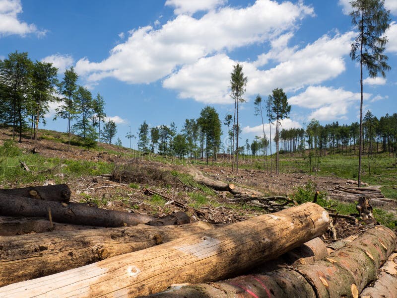 Forest Destroyed by Bark Beetle, Felled Trees Stock Image - Image of ...