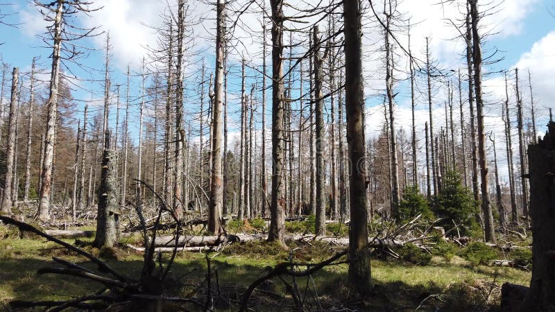 Destroyed Forest by Bark Beetle Disease Stock Footage - Video of ...