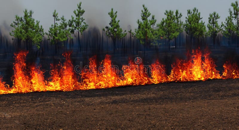 Forest Destroyed by Fire that Burned Everything in High Resolution ...