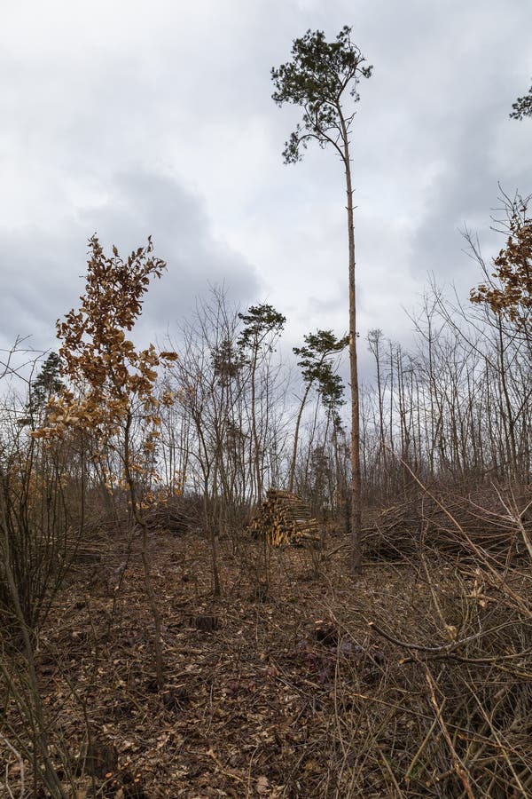 Forest Destroyed by Insects. Felling Trees and Clearing the Field Stock ...