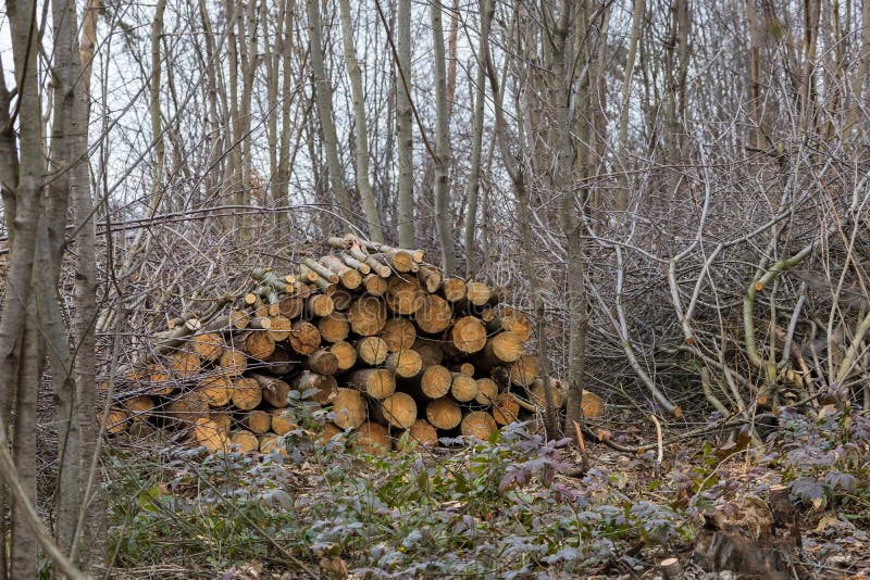 Forest Destroyed by Insects. Felling Trees and Clearing the Field Stock ...