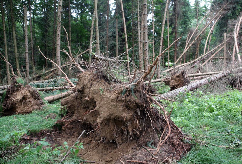 Forest destroyed by storm editorial stock image. Image of prohibition ...