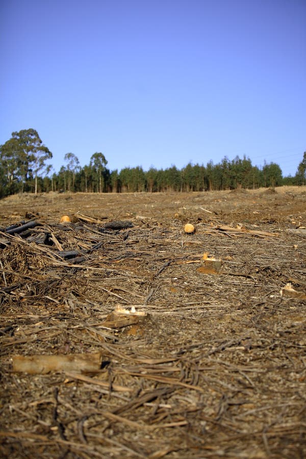 Forest Destruction stock image. Image of tree, dead, timber - 1076315
