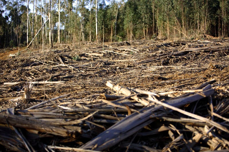 Forest Destruction stock image. Image of nature, dead - 1076541