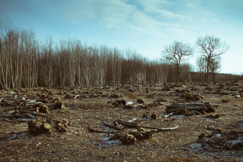Forest destruction stock image. Image of carbon, clouds - 12893083