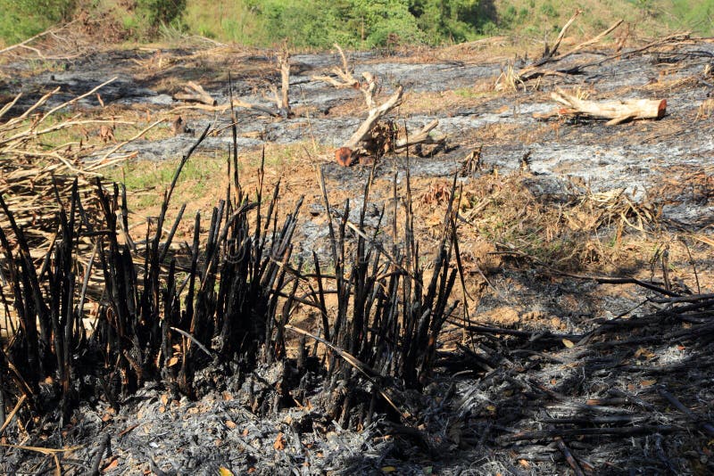Forest destruction stock photo. Image of disaster, light - 82800688