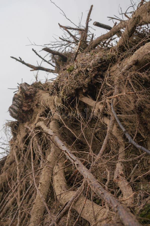 Forest Destruction stock photo. Image of deforested, cutting - 88422262