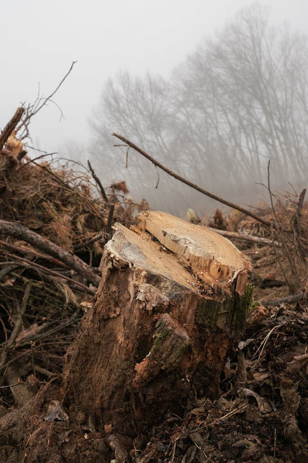 Forest Destruction stock image. Image of timber, tree - 88423713