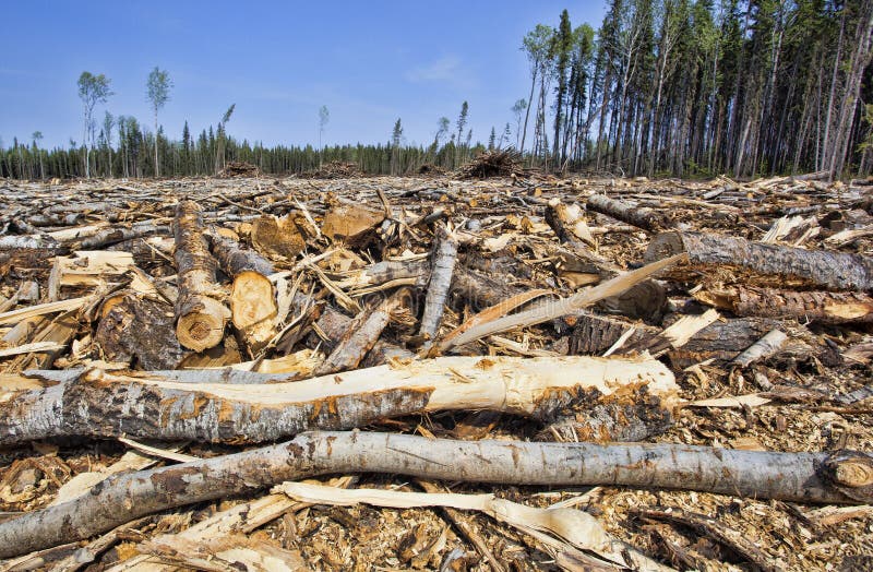 Forest destruction stock photo. Image of timber, brown - 72803594