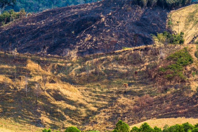 Forest Destruction on the Mountain Stock Image - Image of environment ...