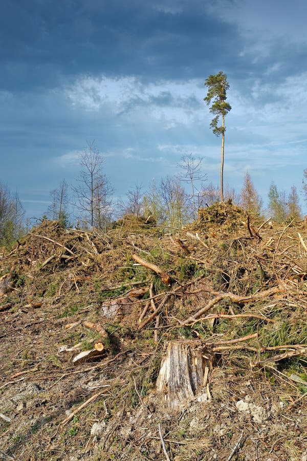 Forest Destruction with a Stormy Sky Above Stock Image - Image of ...