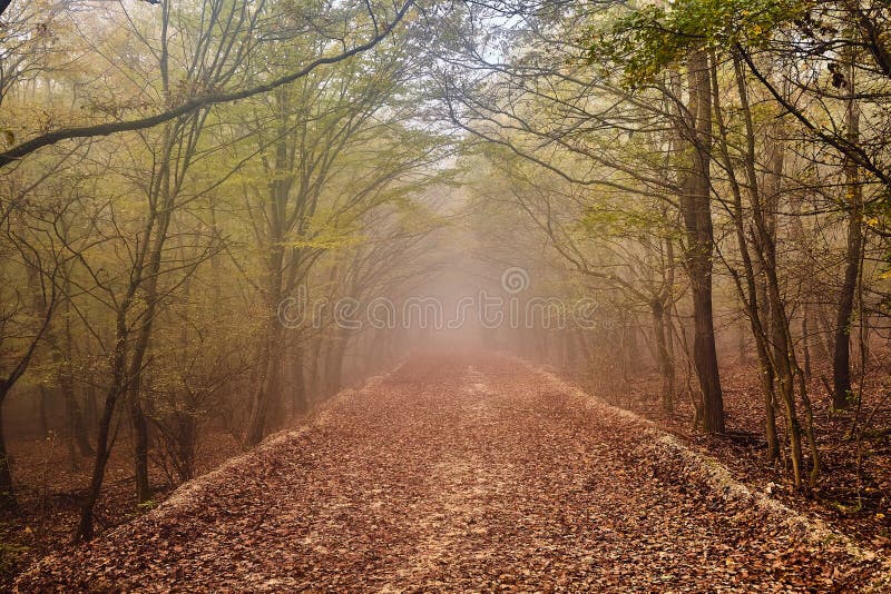 Forest path in mist stock photo. Image of fall, environment - 159818730