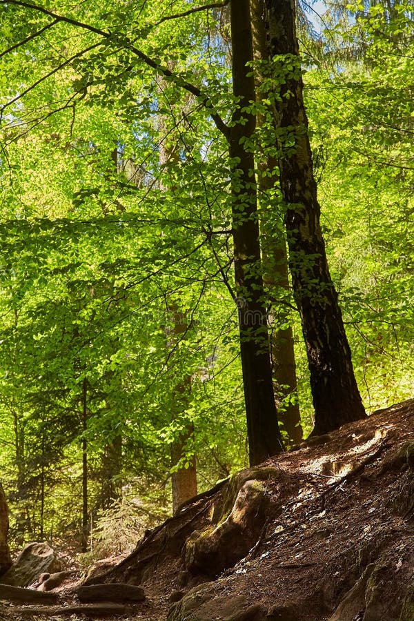 Forest walking route stock image. Image of environment - 118865035
