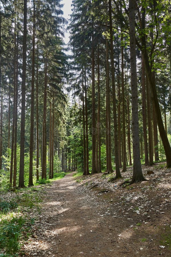 Forest walking route stock image. Image of route, wood - 321202249