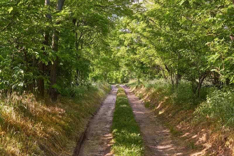 Forest walking route stock image. Image of leaves, light - 119192877