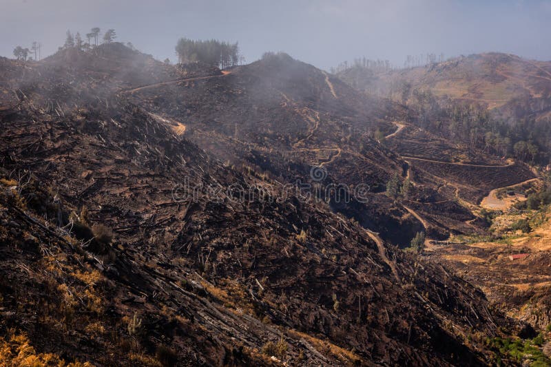 Forest Devastated by Fire in the Mountains Stock Photo - Image of ...