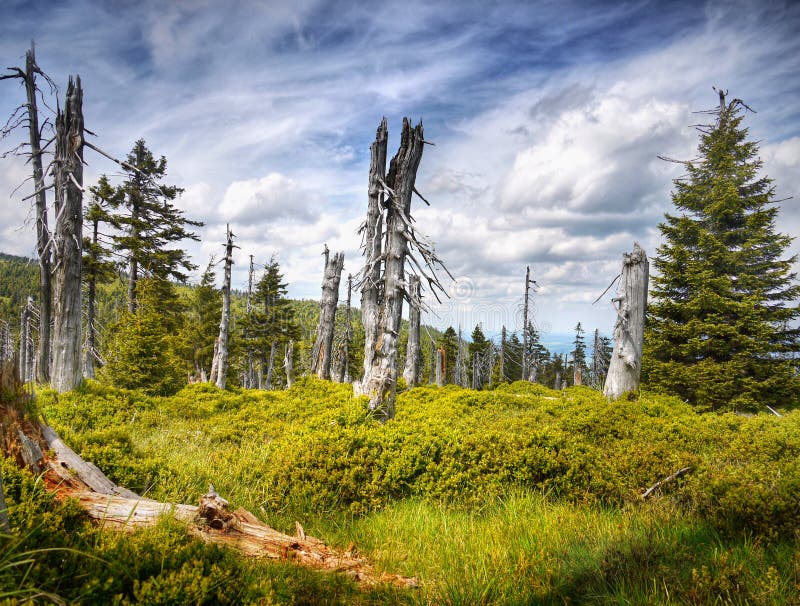 Forest Devastated National Park Stock Photo - Image of park, north ...