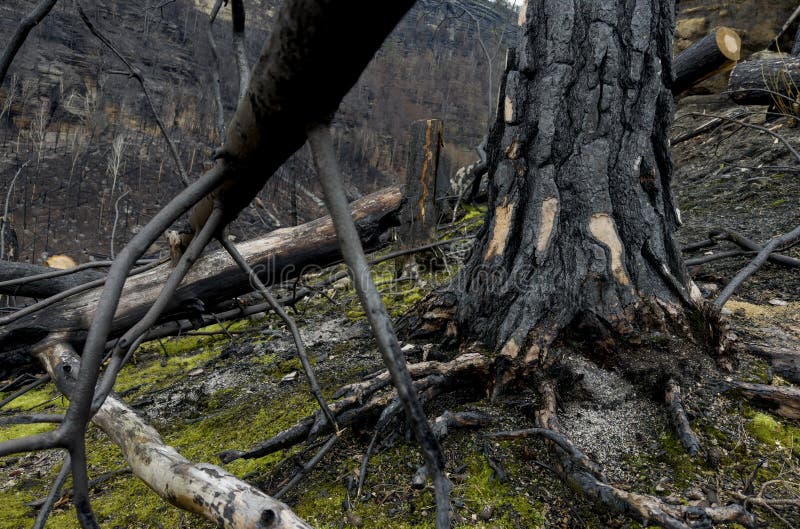 Forest after a Devastating Fire Stock Photo - Image of fire, wood ...