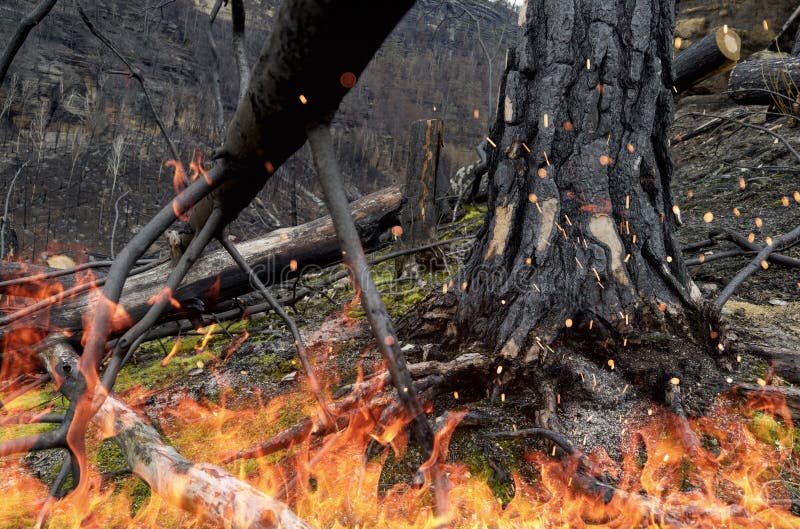 Forest after a Devastating Fire Stock Photo - Image of environment ...