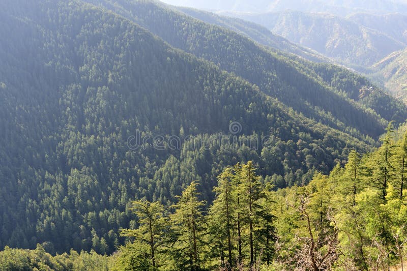 Forest of Devdar Trees and Valley of Himalaya Stock Image - Image of ...