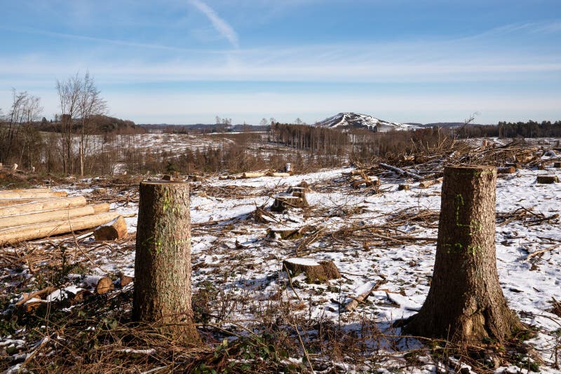 Forest Dieback, Cleared Forest in Germany Stock Image - Image of ...