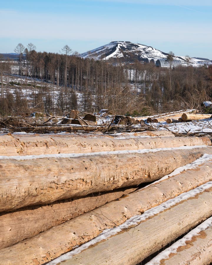 Forest Dieback, Cleared Forest in Germany Stock Image - Image of change ...