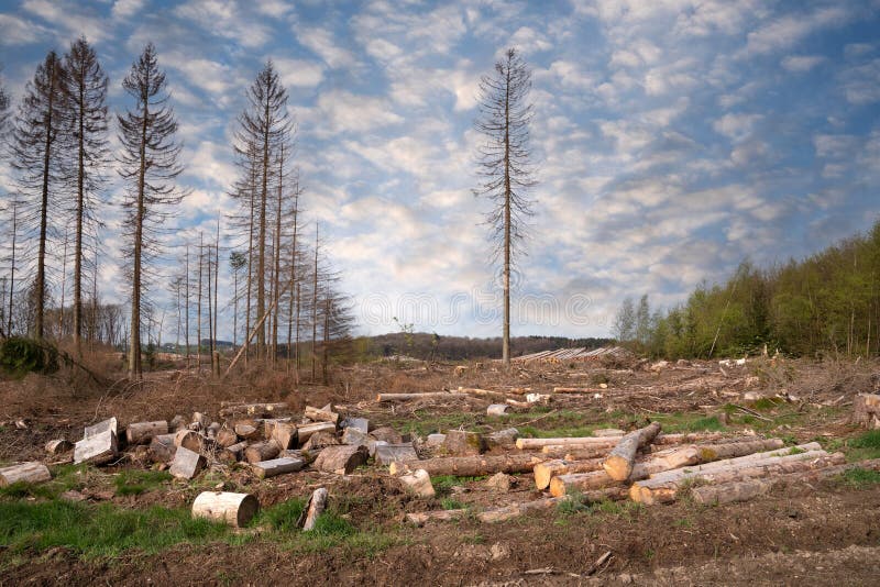 Forest Dieback in South Germany Stock Photo - Image of tree, tragedy ...