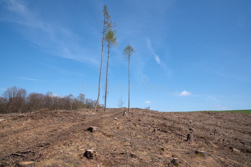 Forest Dieback, Cleared Forest in Germany Stock Image - Image of ...