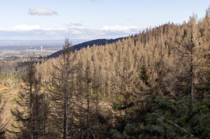 Forest Dieback and Climate Change in the Harz, Dead Spruces Due To Bark ...