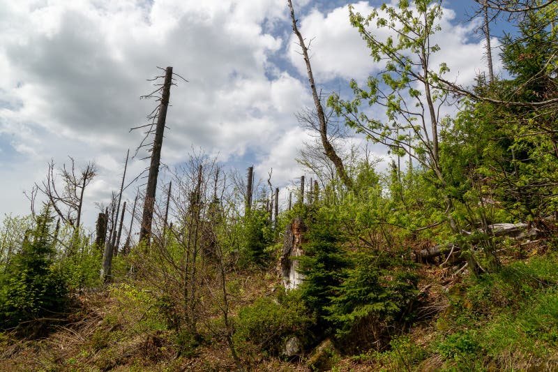 Forest Dieback, Dead Trees in the Forest at Lusen, Bavarian Forest ...