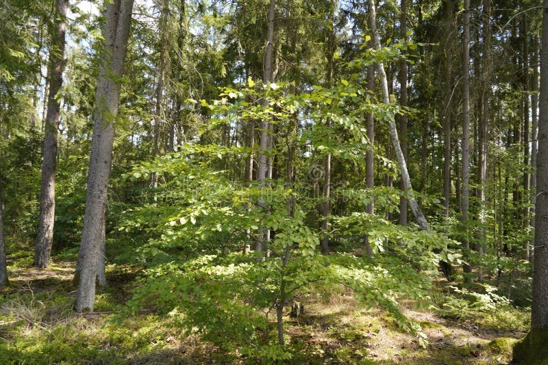 Forest Dieback Due To Climate Change, Drought and Storms and ...