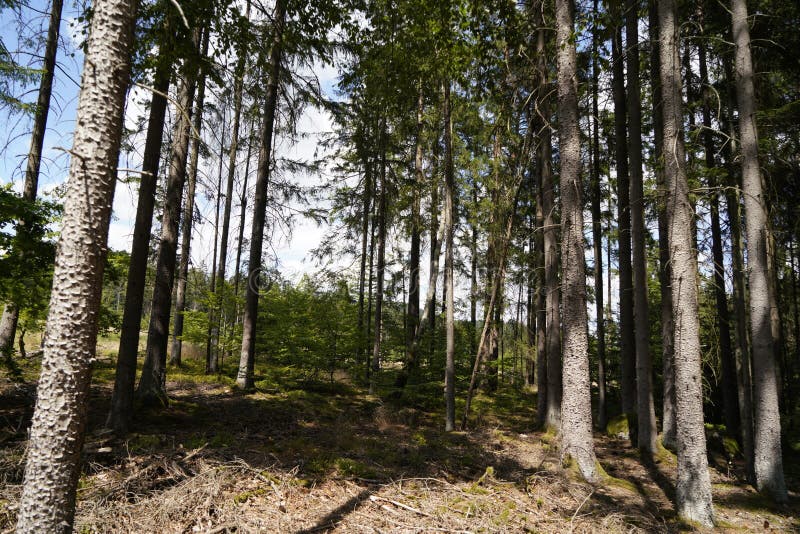Forest Dieback Due To Climate Change, Drought and Storms and ...