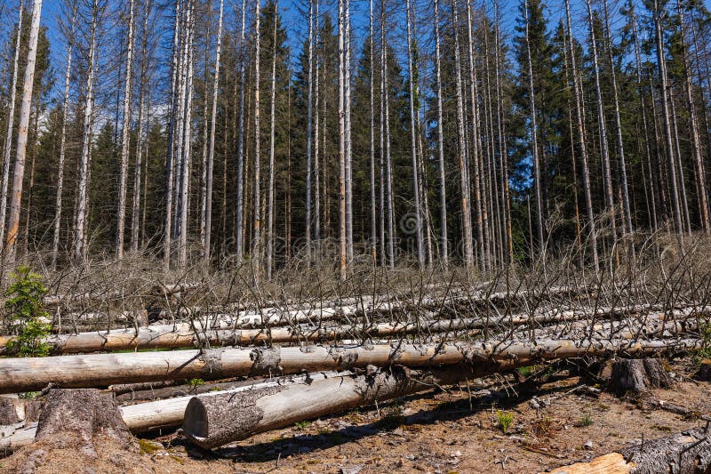 Forest Dieback. Environmental Disaster and Damage in Conifer Woodland ...