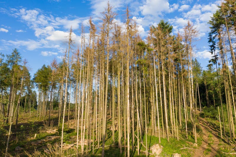 Forest dieback stock photo. Image of aerial, beetle - 190038916