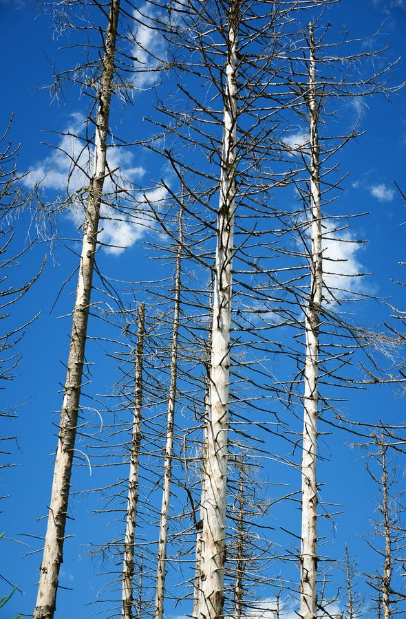 Forest dieback stock photo. Image of deforestation, danger - 133058858