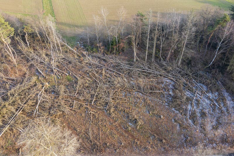 Winter without snow stock photo. Image of fresh, bark - 298279532