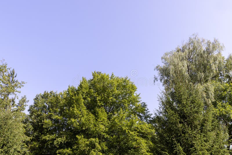 Forest with Different Trees in Summer Stock Photo - Image of outdoors ...