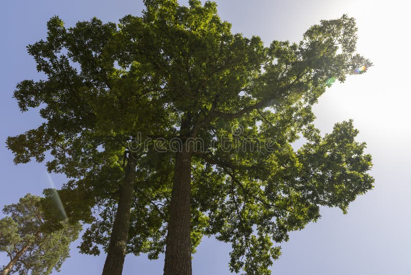 Forest with Different Trees in Summer Stock Photo - Image of ...