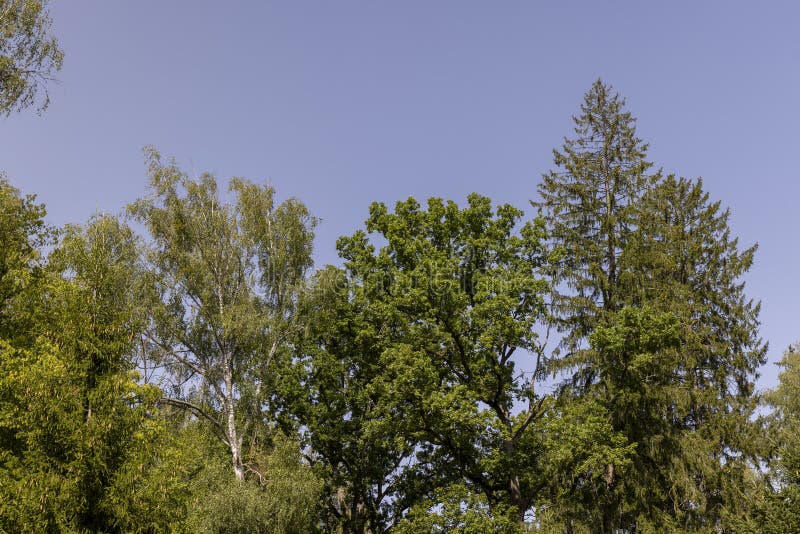Forest with Different Trees in Summer Stock Photo - Image of summer ...