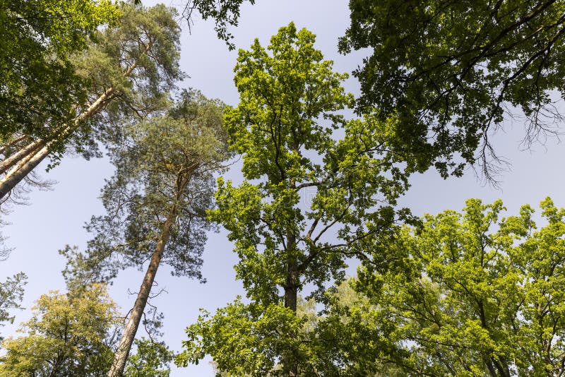 Forest with Different Trees in Summer Stock Photo - Image of trees ...