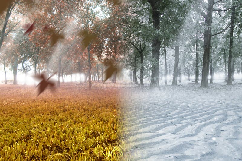 Forest with Different Weather Stock Photo - Image of green, sustainable ...