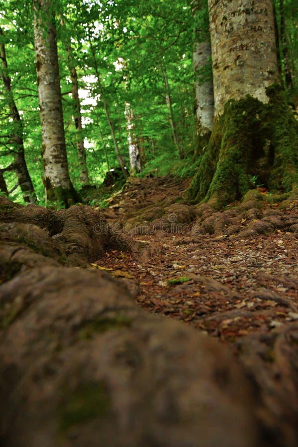Dirt Path In Forest Woods With Mist Stock Image - Image of tree, rural ...