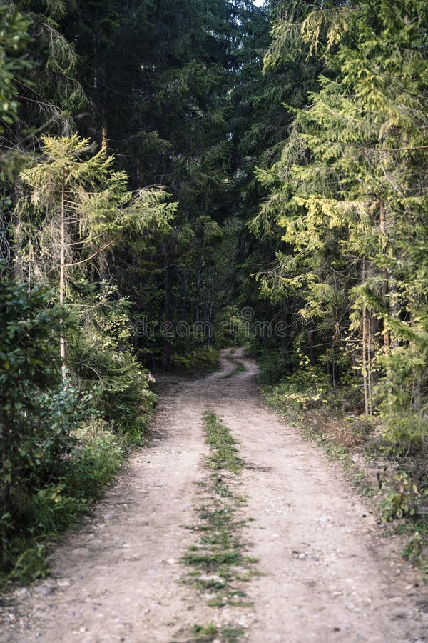 Forest Dirt Path. Forest and Nature with Empty Road Stock Image - Image ...