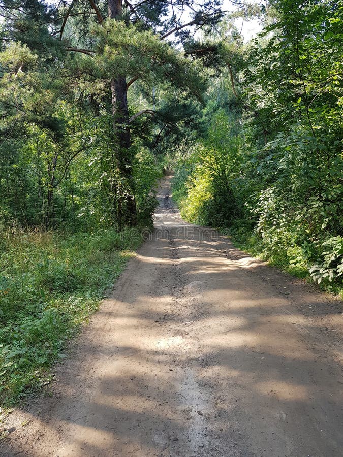 Forest Dirt Path among the Trees Stock Photo - Image of field ...